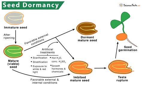 Seed Dormancy Types Causes Methods Importance And Faqs 48 Off
