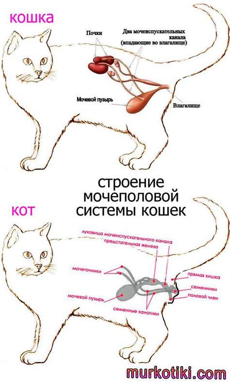 Цистит у кота: причины, симптомы, лечение