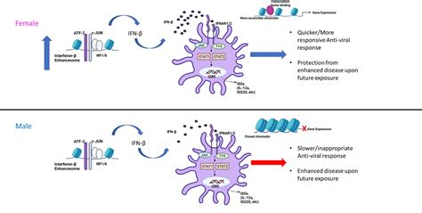 Sex Associated Early Life Viral Innate Immune Response Is Transcriptionally Associated With