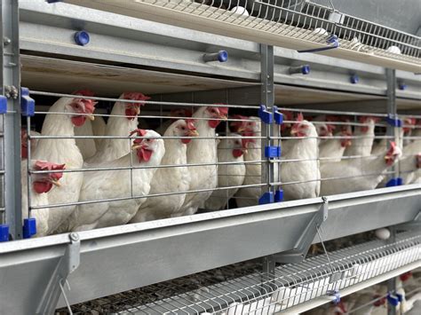 h type layer cages metplast