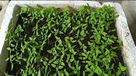 නයි මිරිස් සදහා සාර්ථකම තවාන් ක්‍රමය Nai Miris Thawan මිරිස් තවාන් Shanbro Youtube