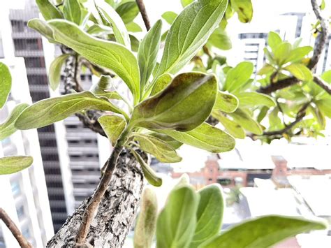 白水木葉子 黃 黑 捲， 小斑點 農業知識入口網