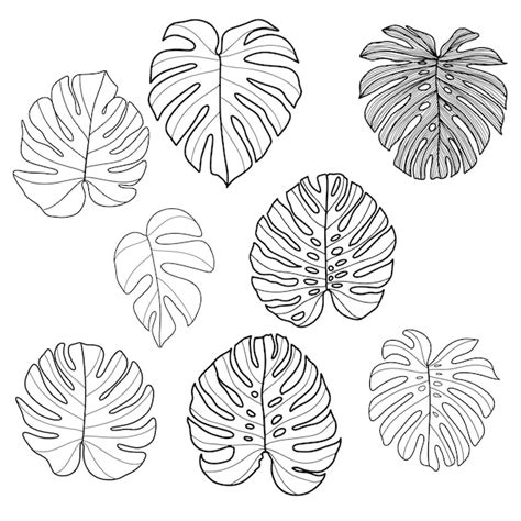 Premium Vector Drawing A Monstera Leaf Set Black And White Line Art Place It On A White Background