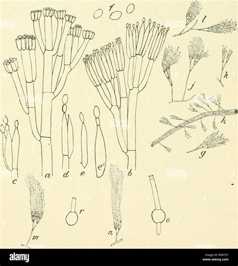 Penicillium Hyphae