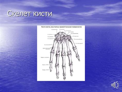 Скелет верхних конечностей презентация онлайн