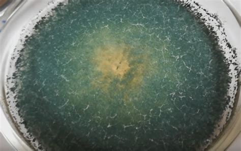 Trichoderma Viride Bio Sodas