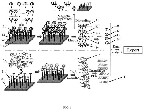Method And Kit For Simultaneous Detection Of Multi Target Molecules