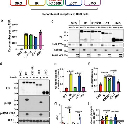 Kinase And Domain Dependent Roles Of Ir In Gene Expressions A