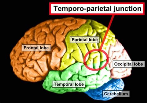 Posterior Superior Temporal Sulcus News Research Articles