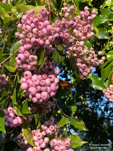 Syzygium Smithii Lilly Pilly Top Tropicals Plant Encyclopedia