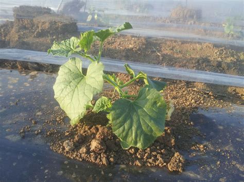 Dinja Gajenje Rasad Berba Poljoinfo Wiki