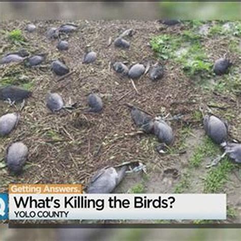 Can Birds Die From Stress Diy Seattle