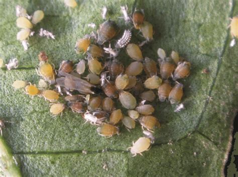 A Parthenogenetic Aphid Colony Consisting Of Individuals Of Different