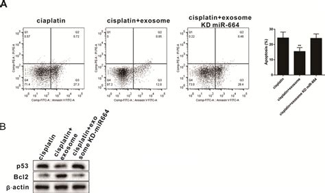Mir 664 5p Carried By Bmsc Derived Exosomes Protects Granulosa Cells A Download Scientific