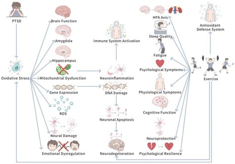 How Does Exercise Regulate The Physiological Responses Of Post
