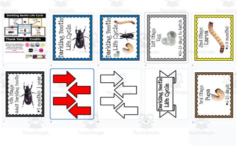 Darkling Beetle Life Cycle Anchor Chart Display By Teach Simple