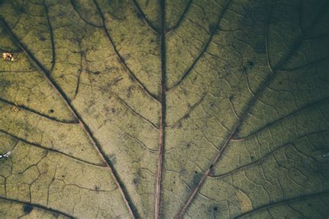 녹색 잎 텍스처와 배경 녹색 잎 텍스처의 매크로 보기입니다 유기 패턴입니다 추상 텍스처와 디자이너에 대 한 배경 녹색 잎 배경입니다 녹색 잎 텍스처 닫습니다 0명에 대한