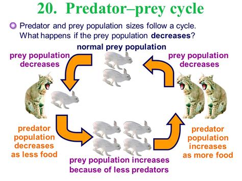 Prey And Predator Cycle