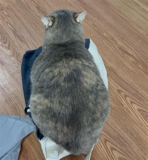 ลาเต้ เปียกหารสามยังขนาดนี้ ถ้าแมวละซองจะขนาดไหน ลาเต้ ถ้าไม่เทเปียกเพิ่มก็อย่าหวังจะได้ไป