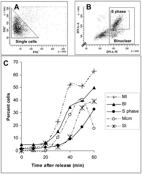 Monitoring Cell Cycle Progression Through Mitosis Cell Cycle Kinetics Download Scientific