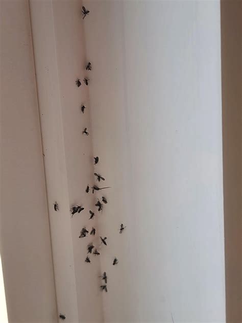 Fruit Flies Vs Gnats Vs Drain Flies Rhomemaintenance