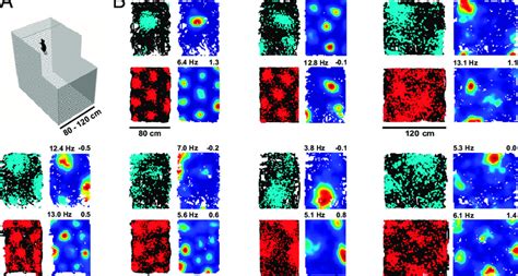 Spatial Firing Patterns Of Grid Cells On The Floor Vs The Wall A