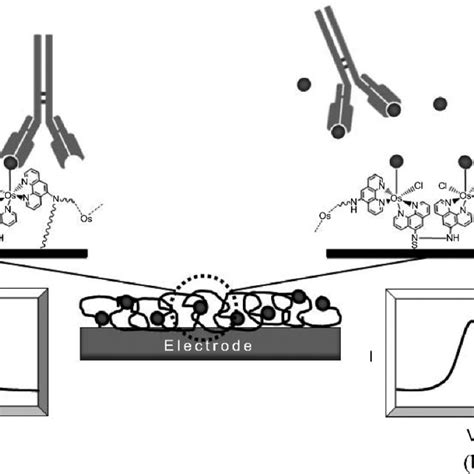 Schematic Diagrams Of A Electrochemical Immunoassay A Shows The