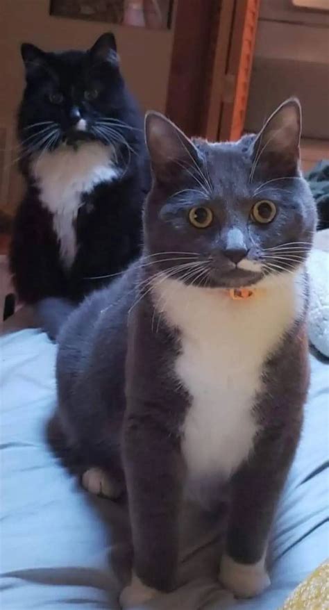 Double Tux Scrolller