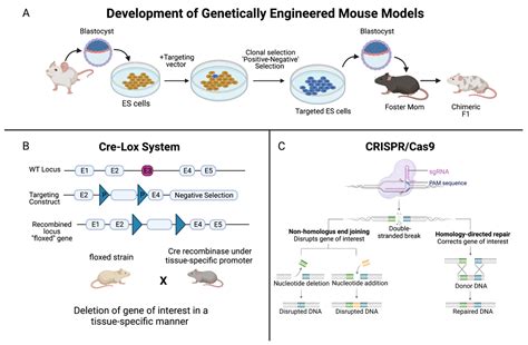 Patient Derived Xenografts And Organoids Of Prostate Cancer Encyclopedia Mdpi