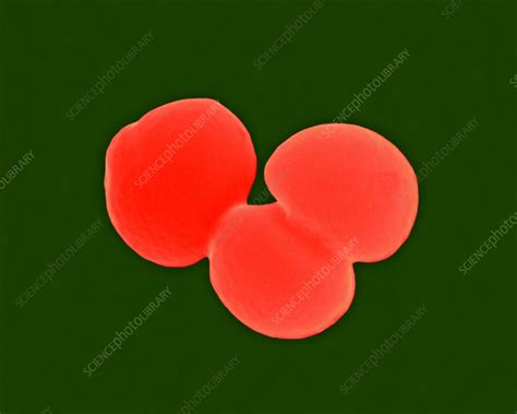 Staphylococcus Aureus SEM Stock Image F017 4016 Science Photo Library