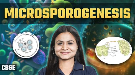 Microsporogenesis Sexual Reproduction In Flowering Plants Biology Cbse Class 12 Krushi