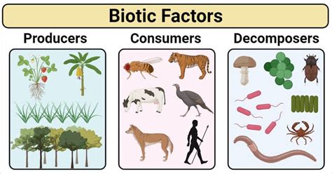 Biotic Factors Definition Types Examples And Factors Affecting Biotic Abiotic Ecosystems