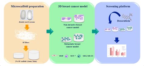 Graphical Summary Of The Experimental Setting Silk Fibroin Scaffolds Download Scientific