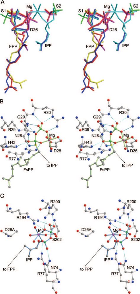 Undecaprenyl Pyrophosphate Semantic Scholar