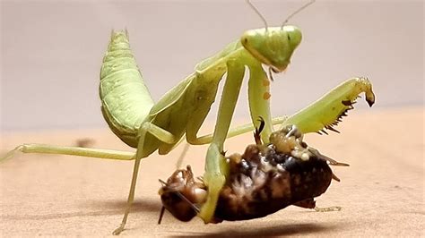 Mantis Vs Cricket Vs Grasshopper Youtube