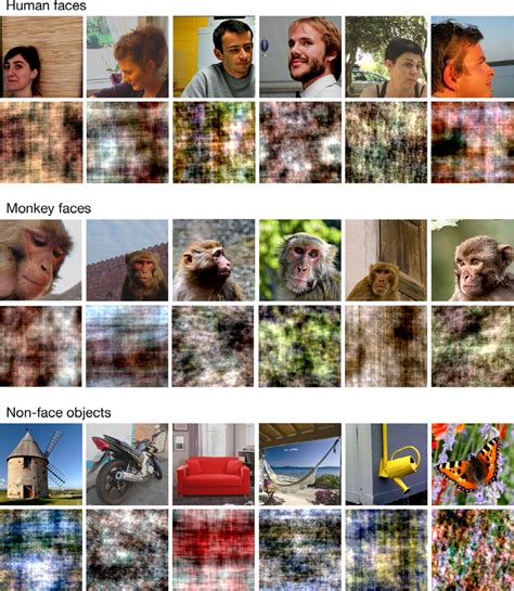 Example Stimuli Our Dataset Contained Natural Photographs Of Human
