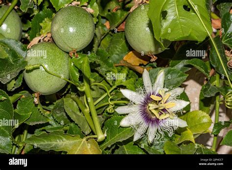 Close Up Passiflora Passion Flower Passiflora Caerulea Leaf In