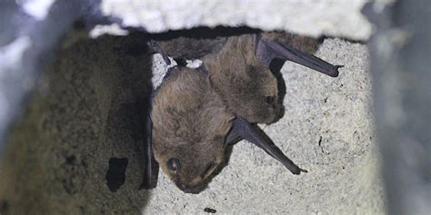 Highgate Wood Bat Watch Walk — Hampstead Heath Conservation