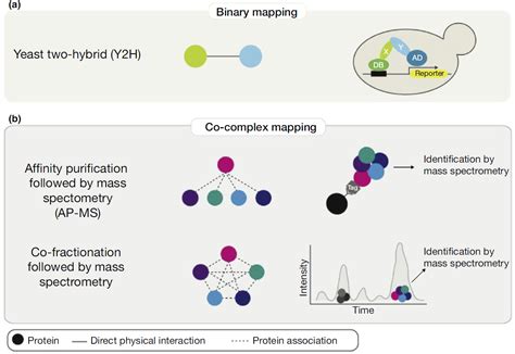 Methods For Analyzing Protein Protein Interactions Creative