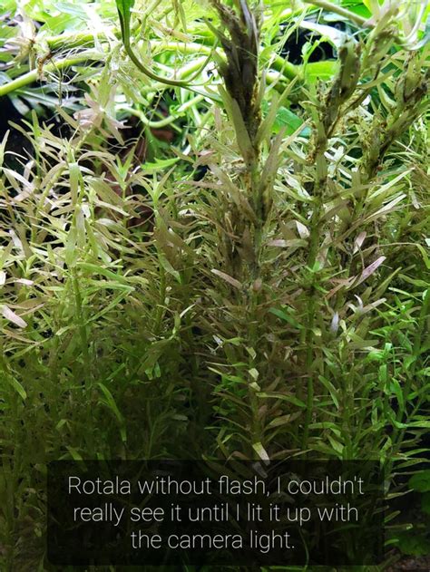 Woke Up To All Mexican Dwarf Crayfish Dead Parameters Are Spot On R