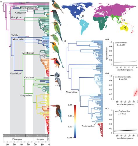 A Laurasian Origin For A Pantropical Bird Radiation Is Supported By Genomic And Fossil Data