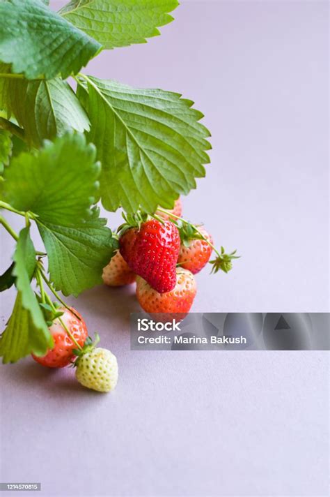 회색 배경에 나뭇잎이있는 신선한 딸기 열매와 부시 자연 채광이 있는 사진 공간을 복사합니다 0명에 대한 스톡 사진 및 기타 이미지 Istock