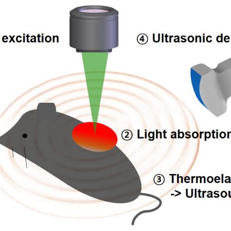 Schematic Description Of The Generation Of A Photoacoustic Signal Download Scientific Diagram