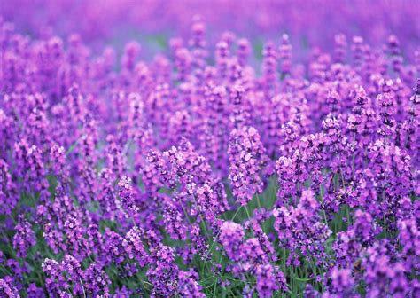 400 Purple Laptop Wallpapers