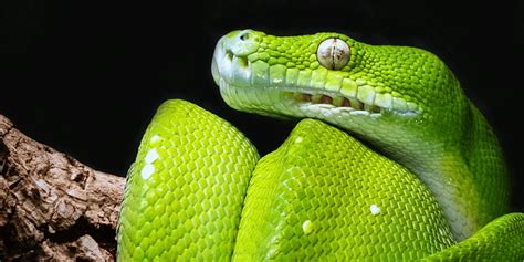 Seven Python Projects To Elevate Your Coding Skills