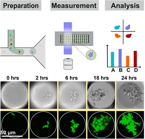 Microdroplet Enabled Cultivation Of Single Yeast Cells Correlates With Bulk Growth And Reveals