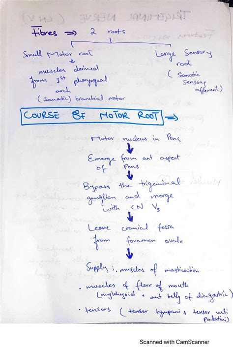Solution Trigeminal Nerve Pathway Studypool