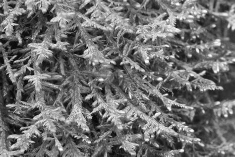 Italy Frozen In Ice The Curse Of The Iceman Ötzi