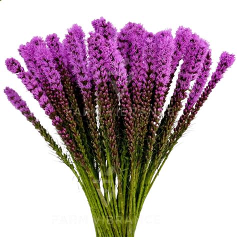 Liatris Purple Decorative Flowering Plant फ्लॉवरिंग प्लांट फूलदार
