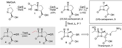 Biosynthesis Of Thienamycin And Activity Of Thnk Two Enzymes Thne And Download Scientific
